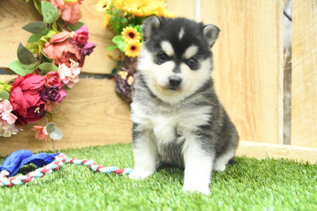 Pomsky - American Pomskys