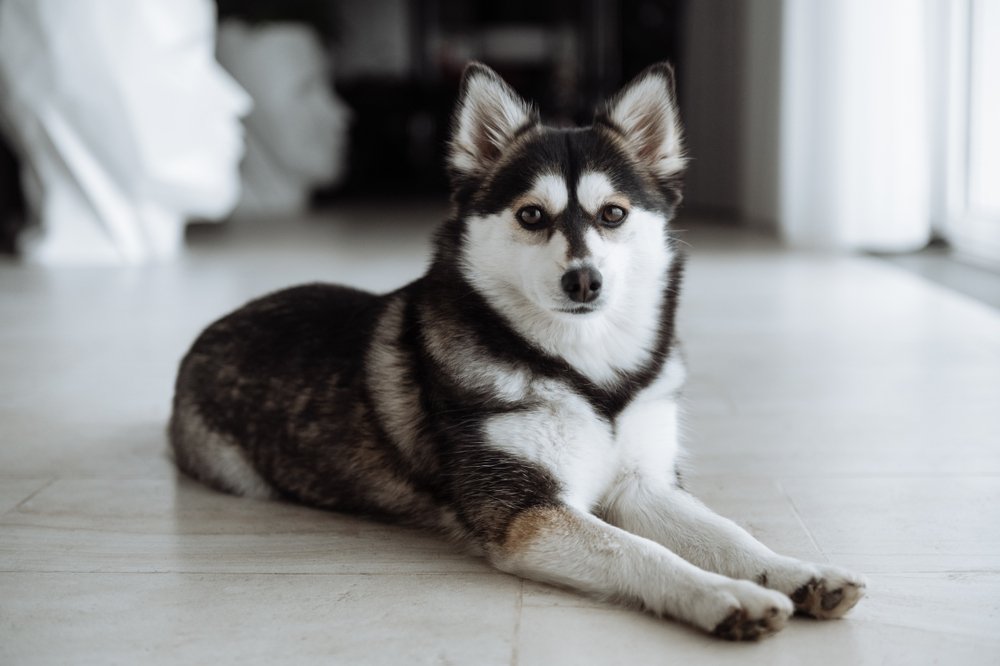 Pomsky Grooming Routine and Tools for a Healthy Coat